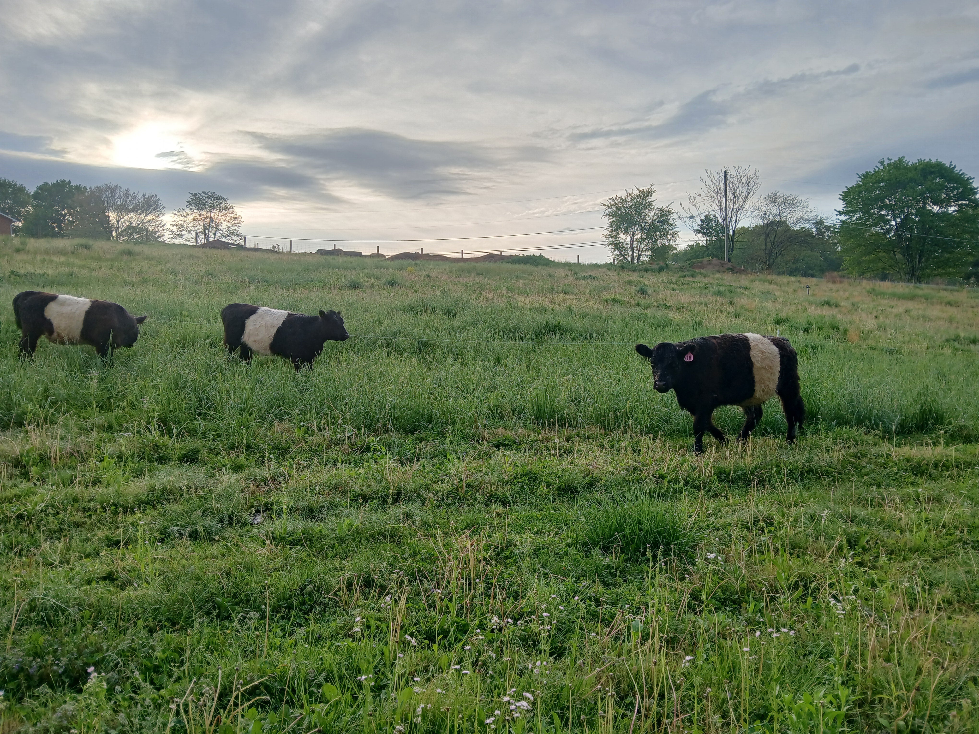 Beef – Stone Pillar Farm