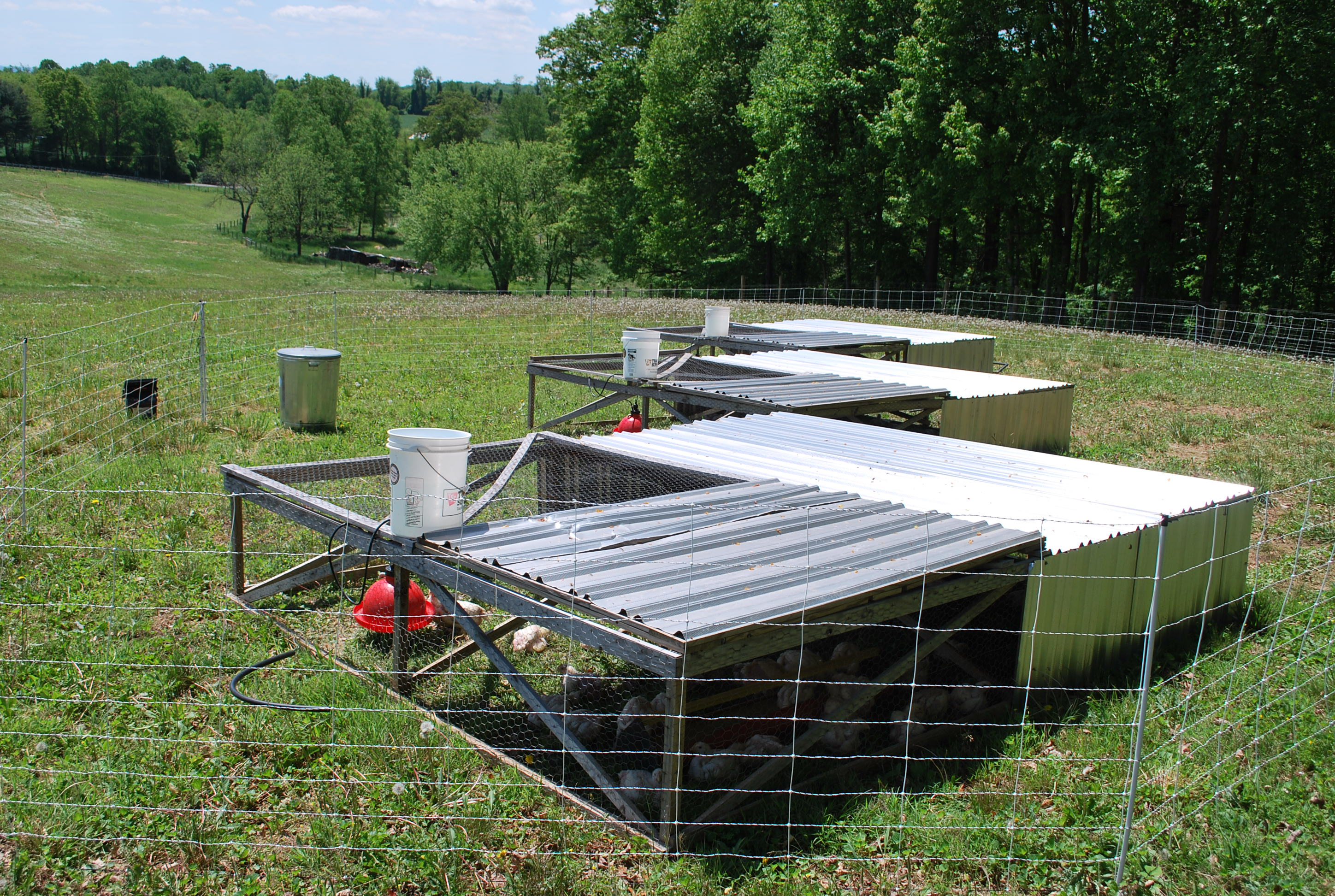 Poultry – Stone Pillar Farm