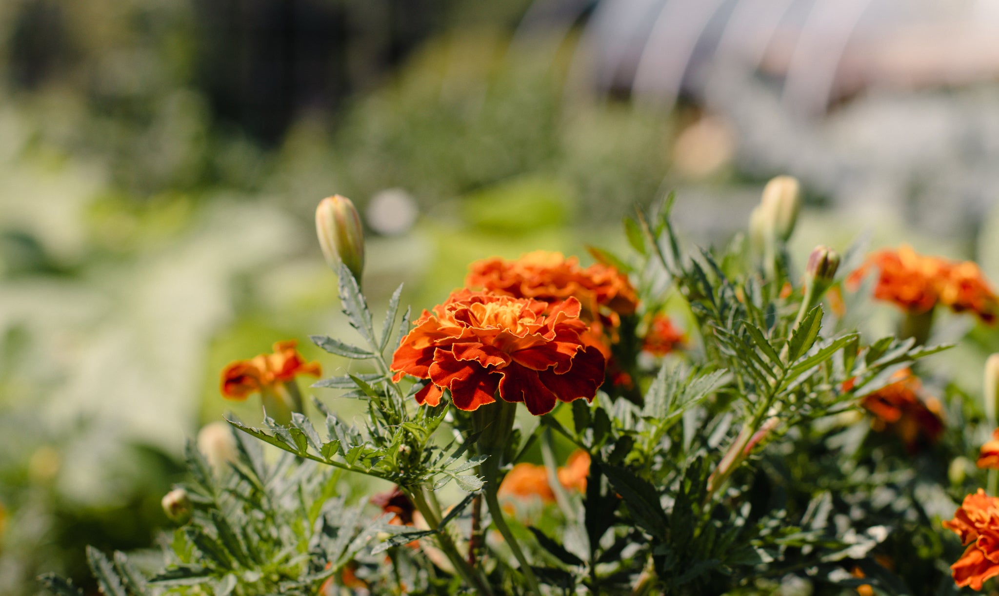 About Us – Stone Pillar Farm
