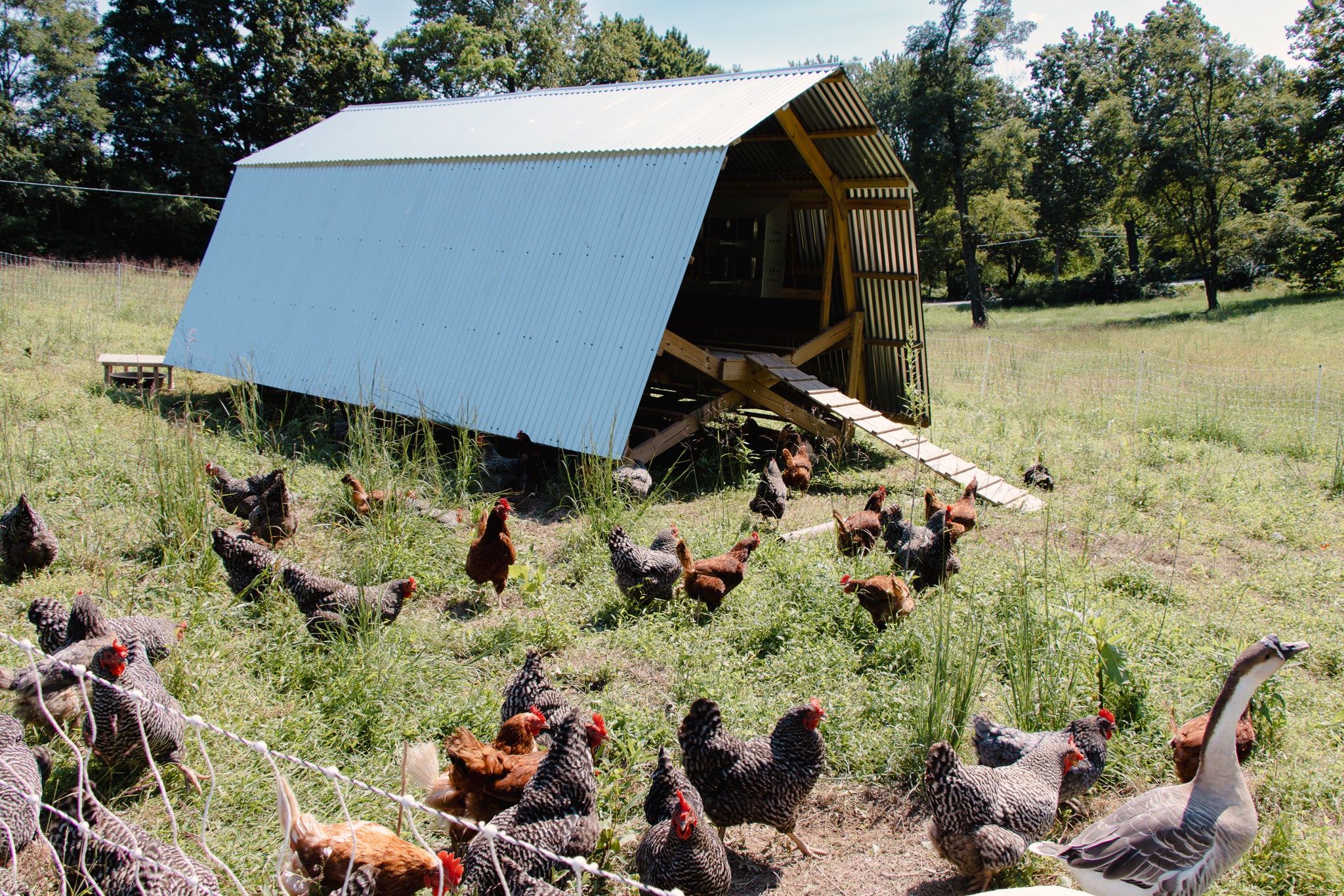 Stone Pillar Farm - Local Pasture Raised Meat and Eggs From Our Family